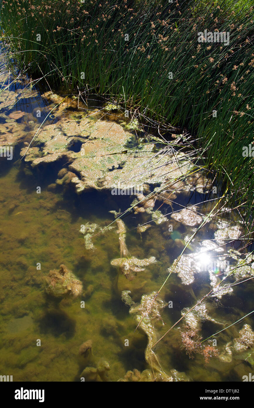 Filamentous algae hi-res stock photography and images - Alamy
