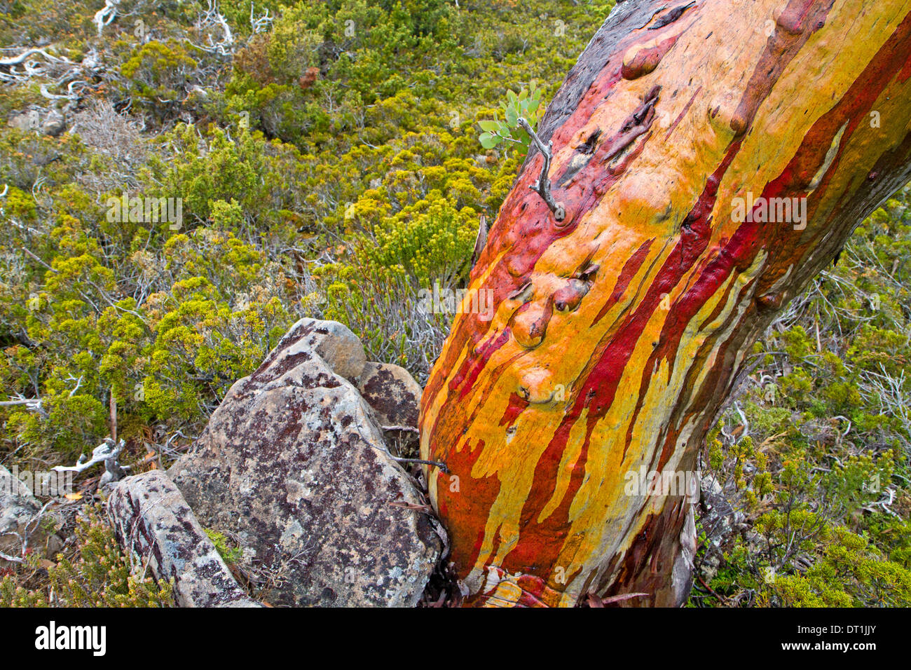 Snow gum hi-res stock photography and images - Alamy
