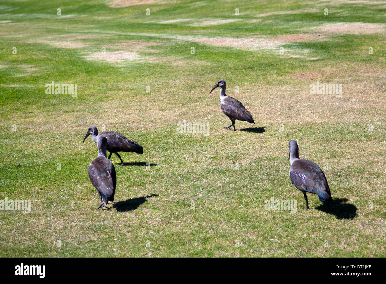 Hadada hadeda ibis hi-res stock photography and images - Alamy