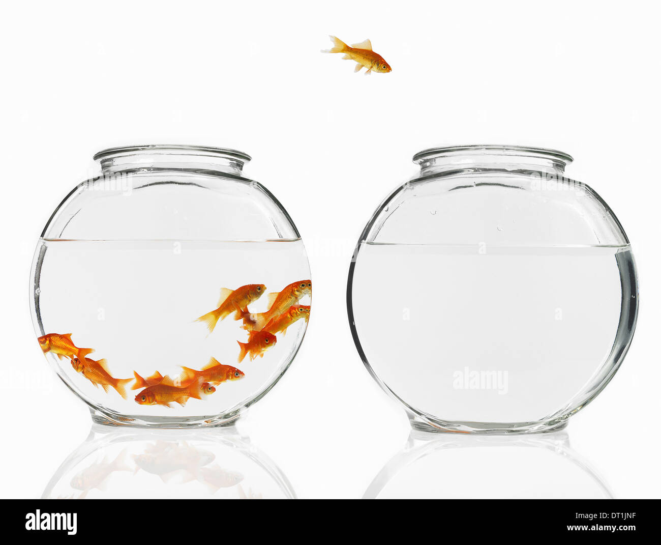 Empty Fish Bowl High Resolution Stock Photography and Images - Alamy