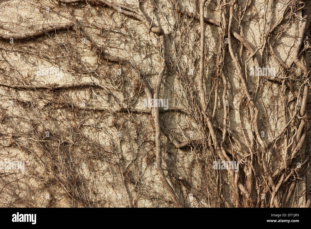 tree branches entwine brick wall Stock Photo - Alamy