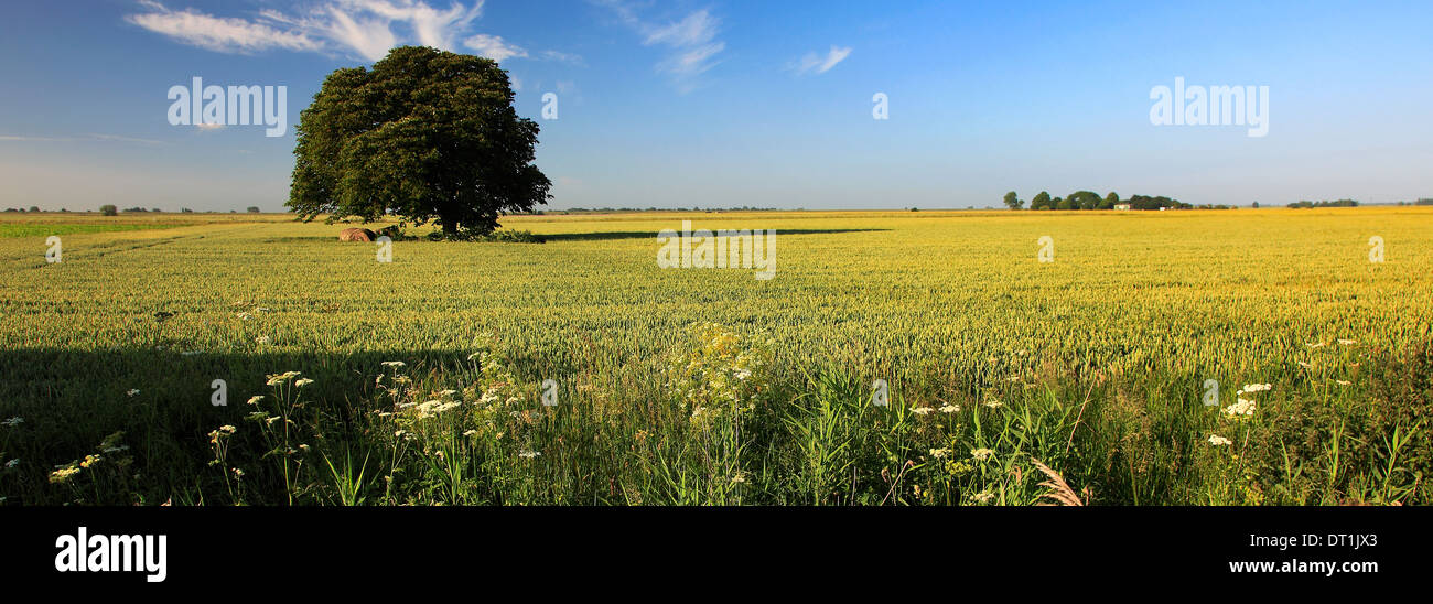 Fenland Uk Stock Photos & Fenland Uk Stock Images - Alamy