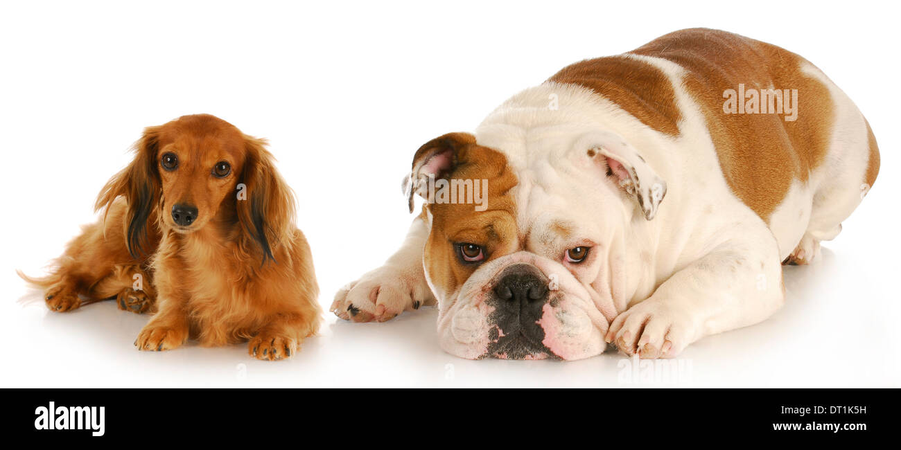 Miniature Dachshund Bulldog Mix