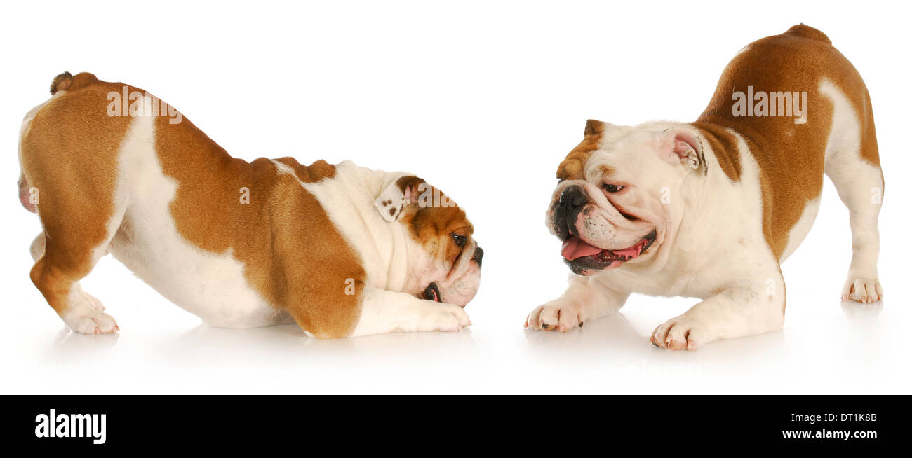 two english bulldogs with bums up playing with reflection on white ...