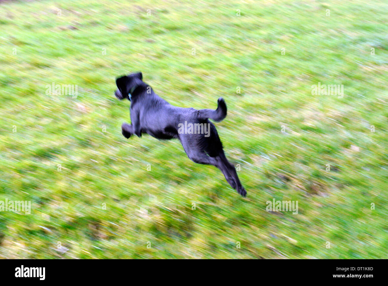 Black labrador leaping with motion blur Stock Photo - Alamy