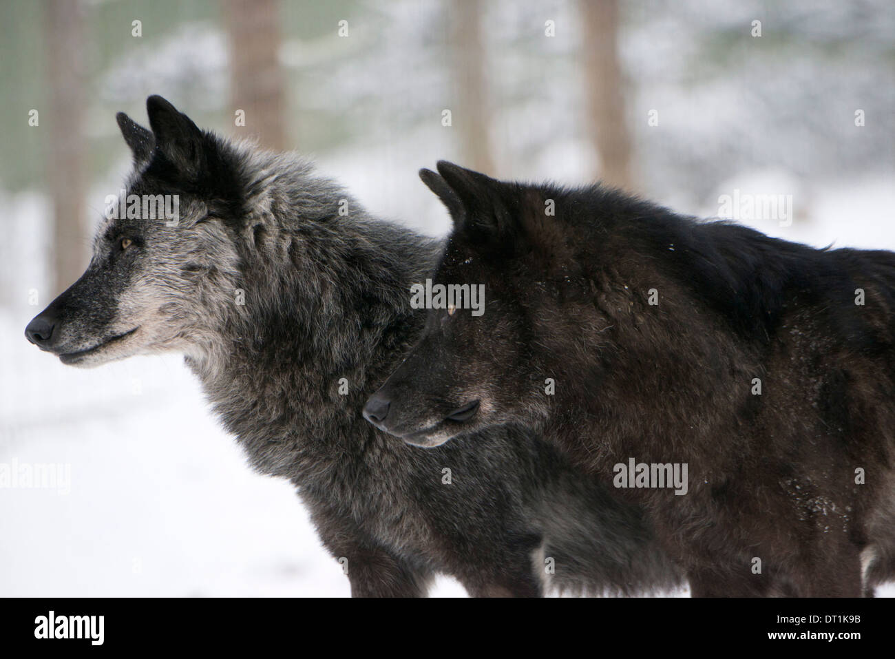 Black wolf melanistic High Resolution Stock Photography and Images - Alamy
