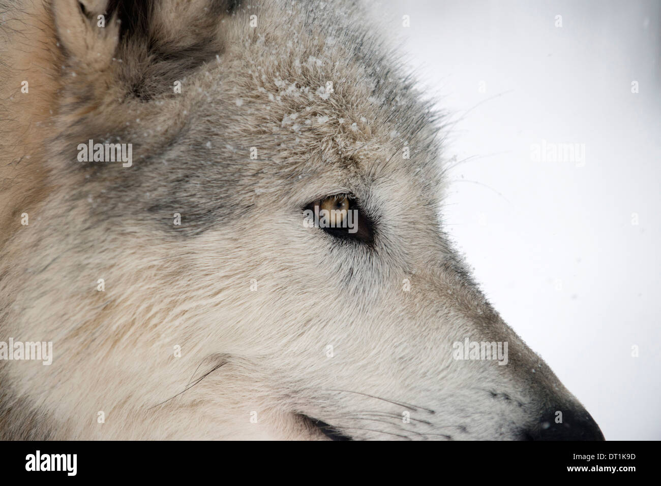 Close-up of face and snout of a North American Timber wolf (Canis lupus ...