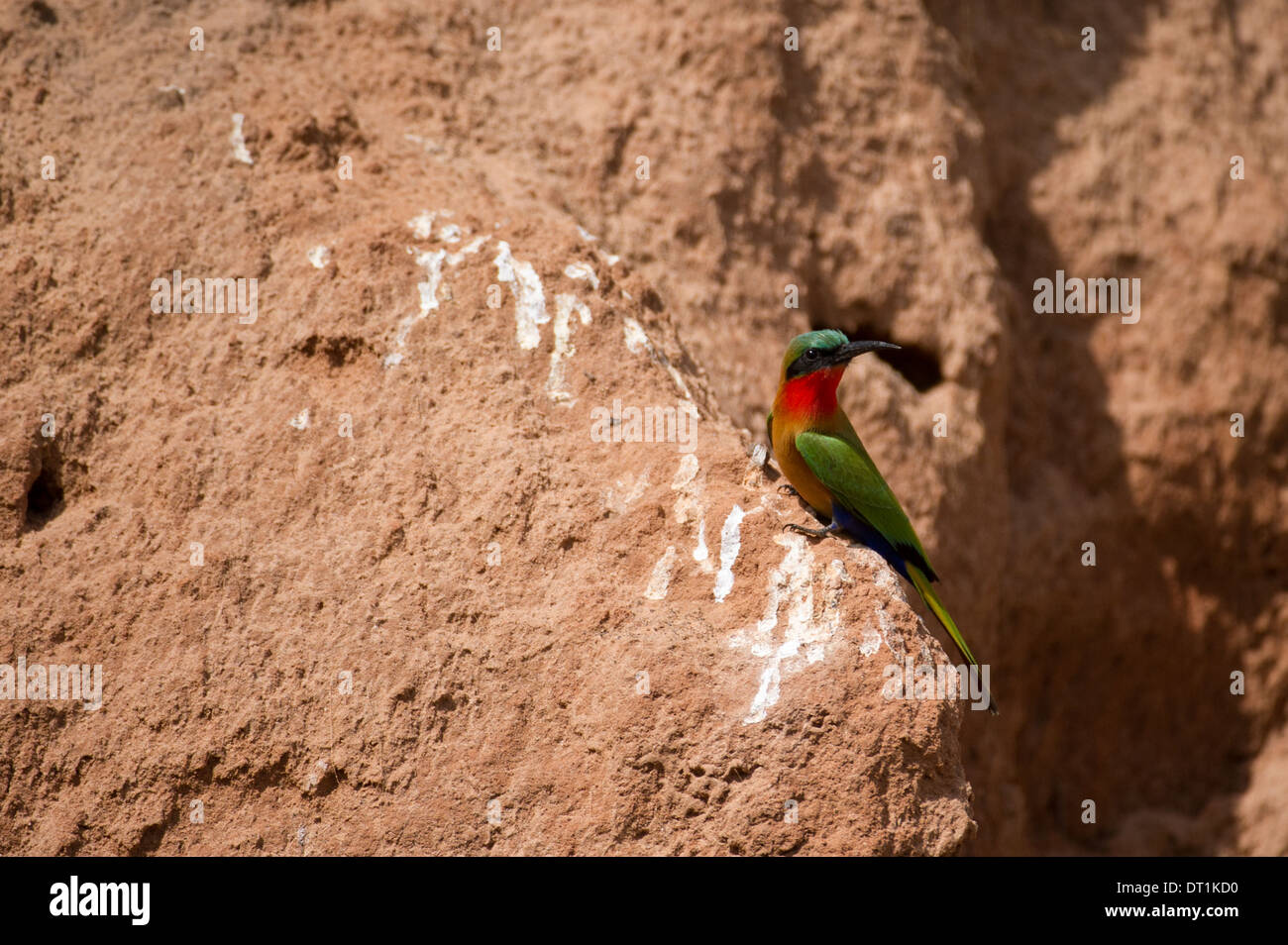 Gambian birds hi-res stock photography and images - Alamy