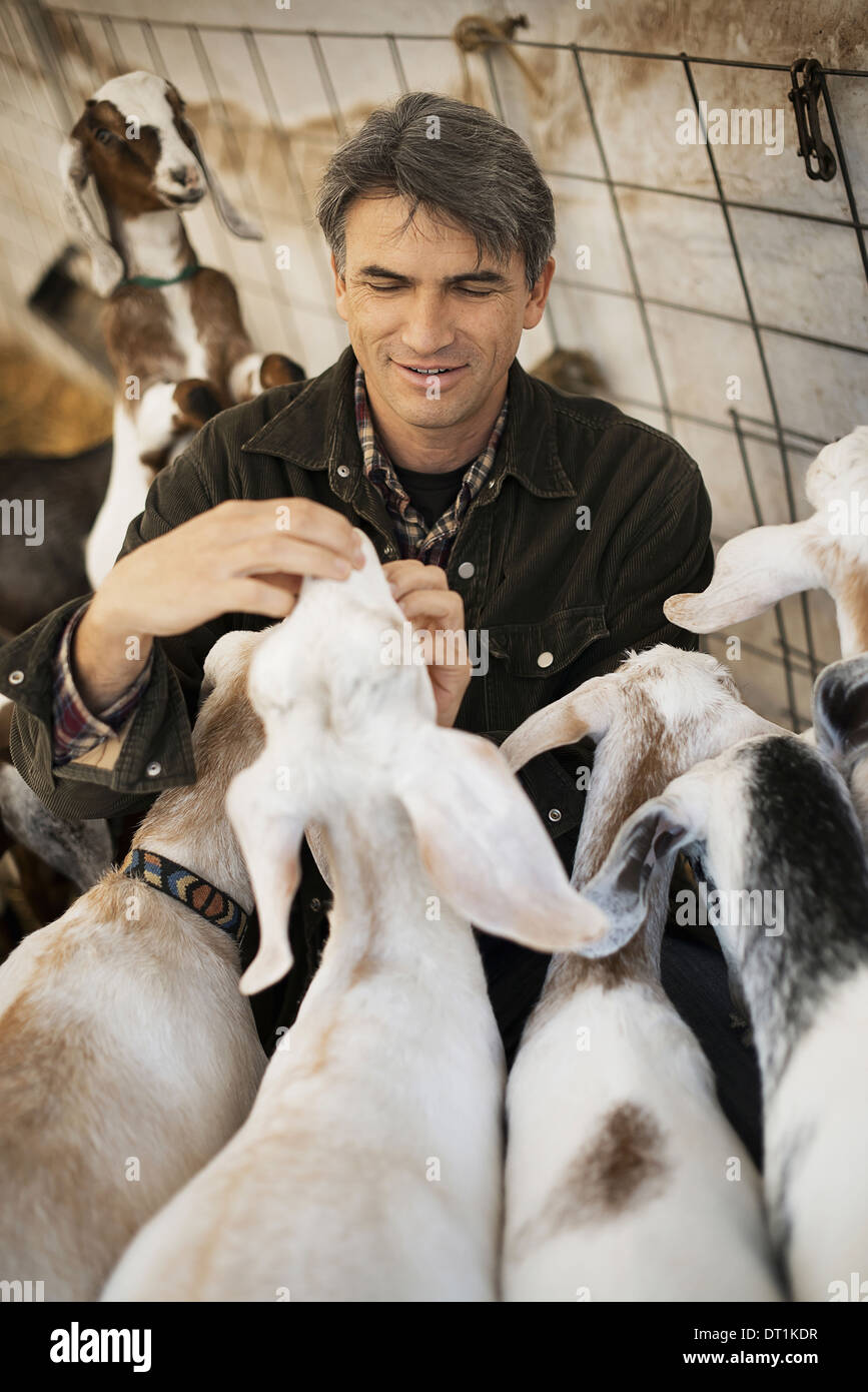 Living goats hi-res stock photography and images - Alamy