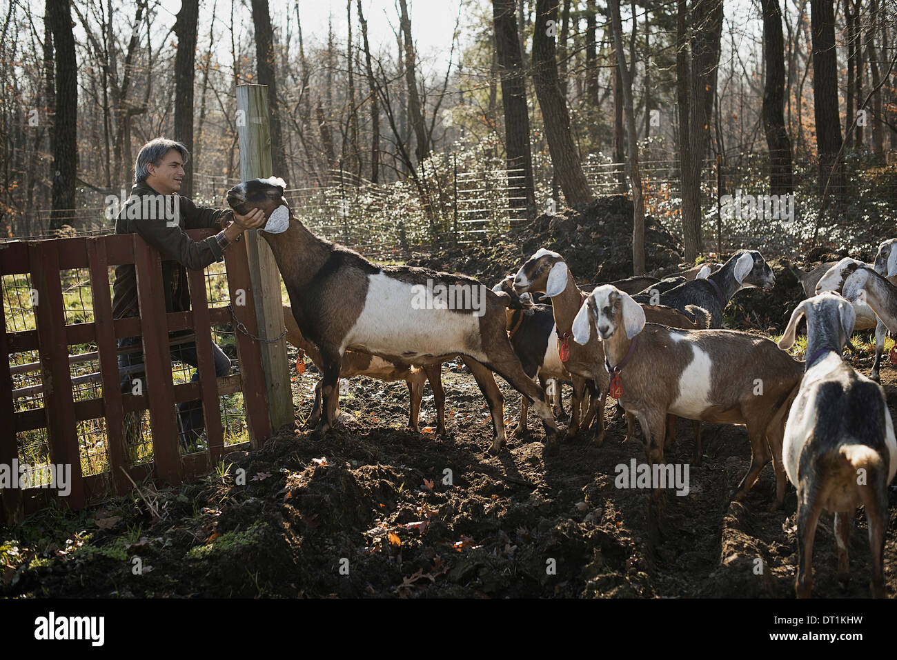 A man standing in a paddock with a flock of goats on an organic dairy ...