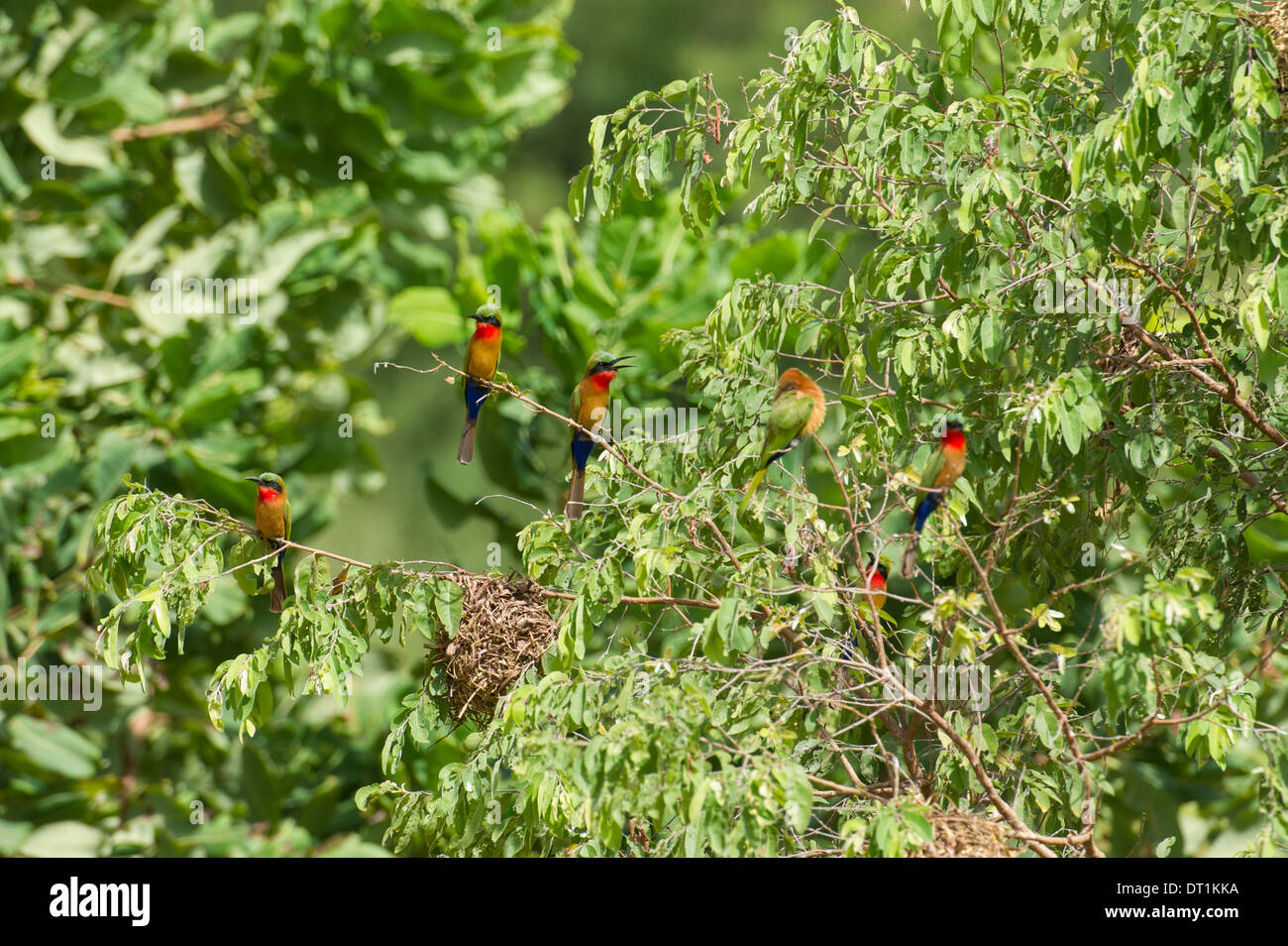 Red-throated bee-eaters, Merops bullocki, the Gambia Stock Photo - Alamy