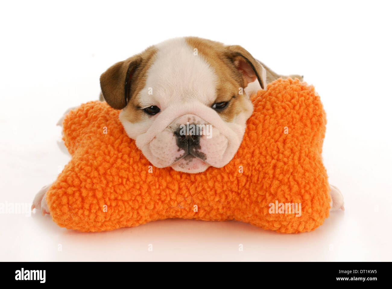 english bulldog puppy resting head on stuffed bone with reflection on ...