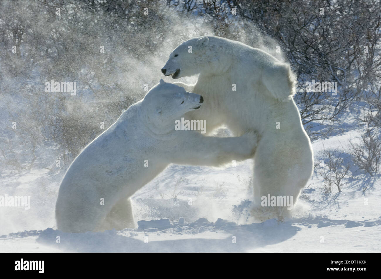 Polar bears in the wild A powerful predator and a vulnerable or ...