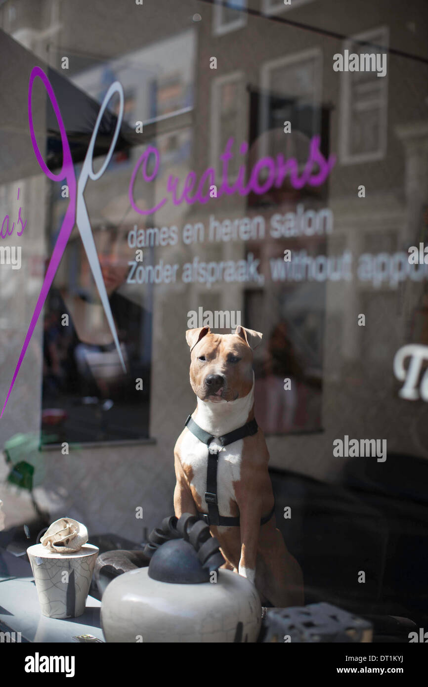 Dog on alert Stock Photo - Alamy