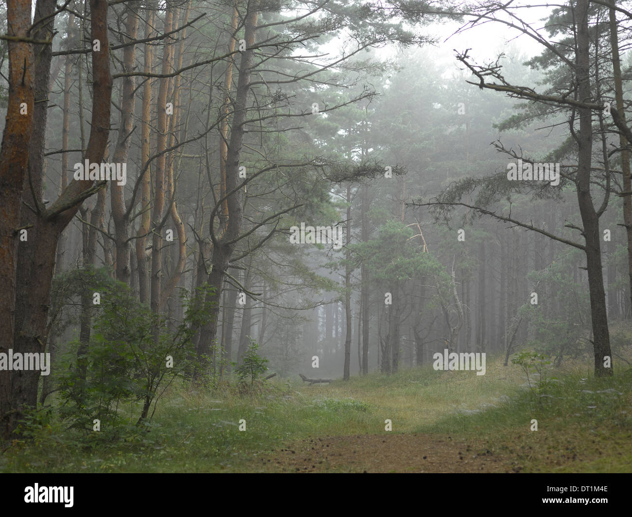Deep forest meadow hi-res stock photography and images - Alamy