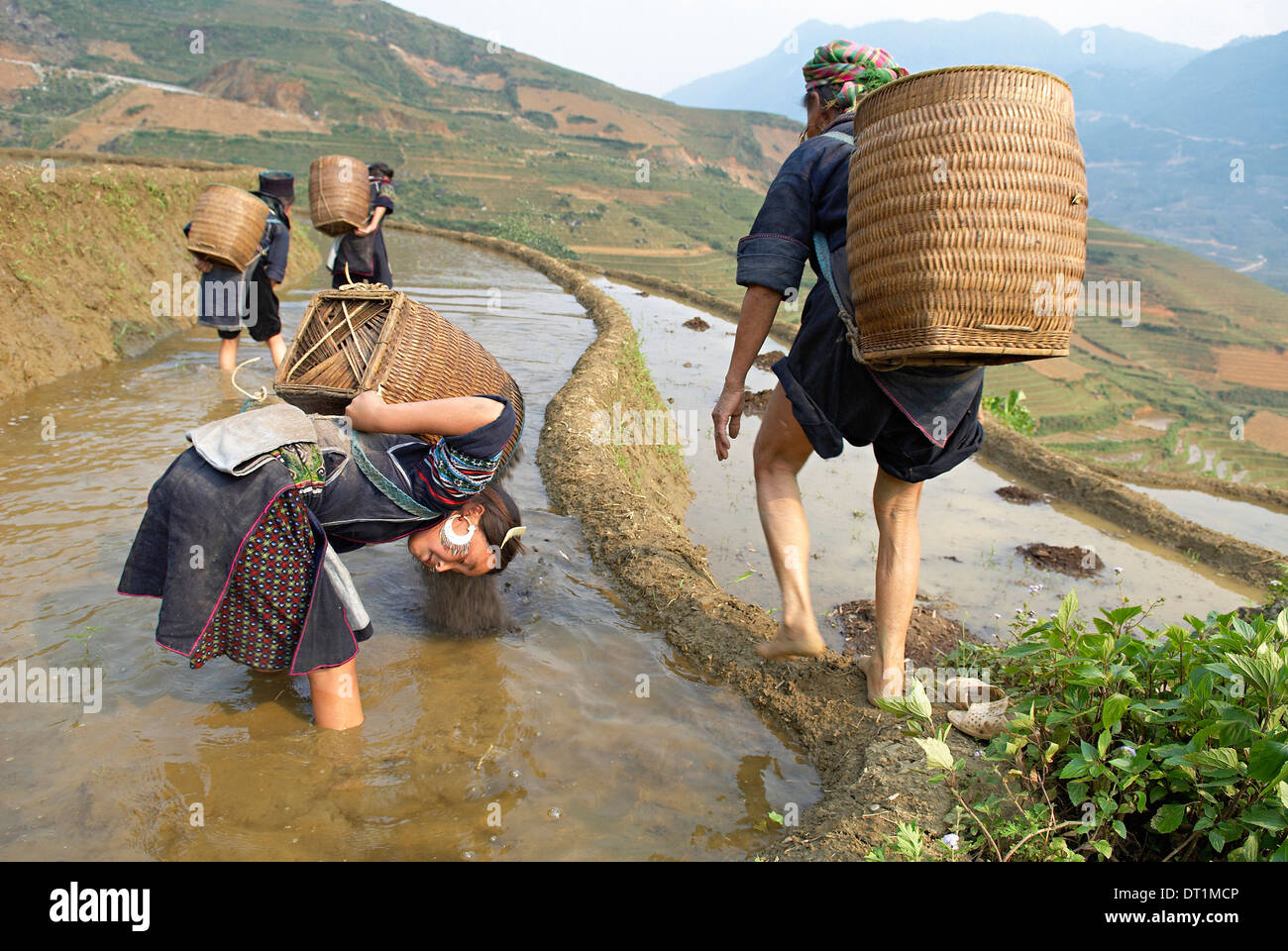 Young girl from Black Hmong ethnic group working on the rice fields ...
