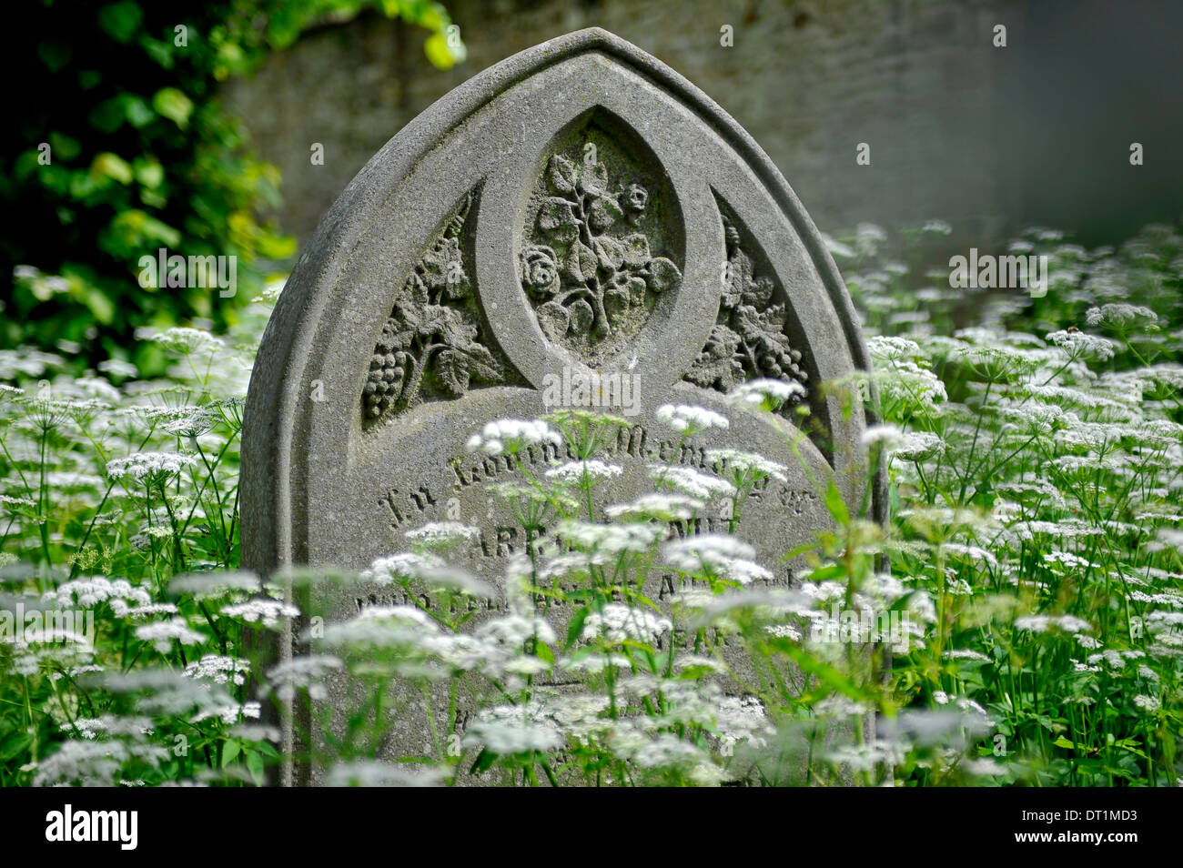 a single gravestone surrounded by wild flowers in overgrown graveyard ...