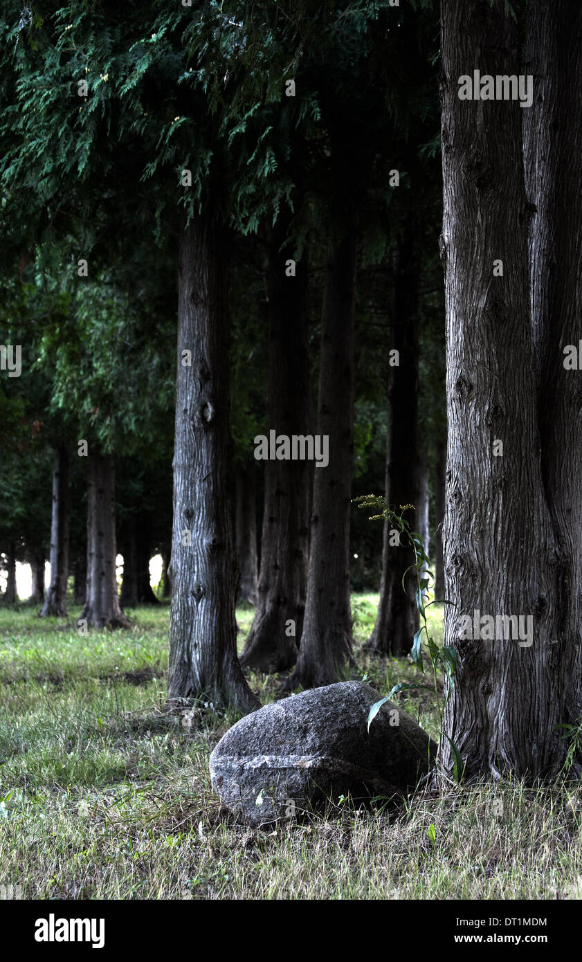 Arborite trees at Retzer Nature Preserve Waukesha Wisconsin Stock Photo ...