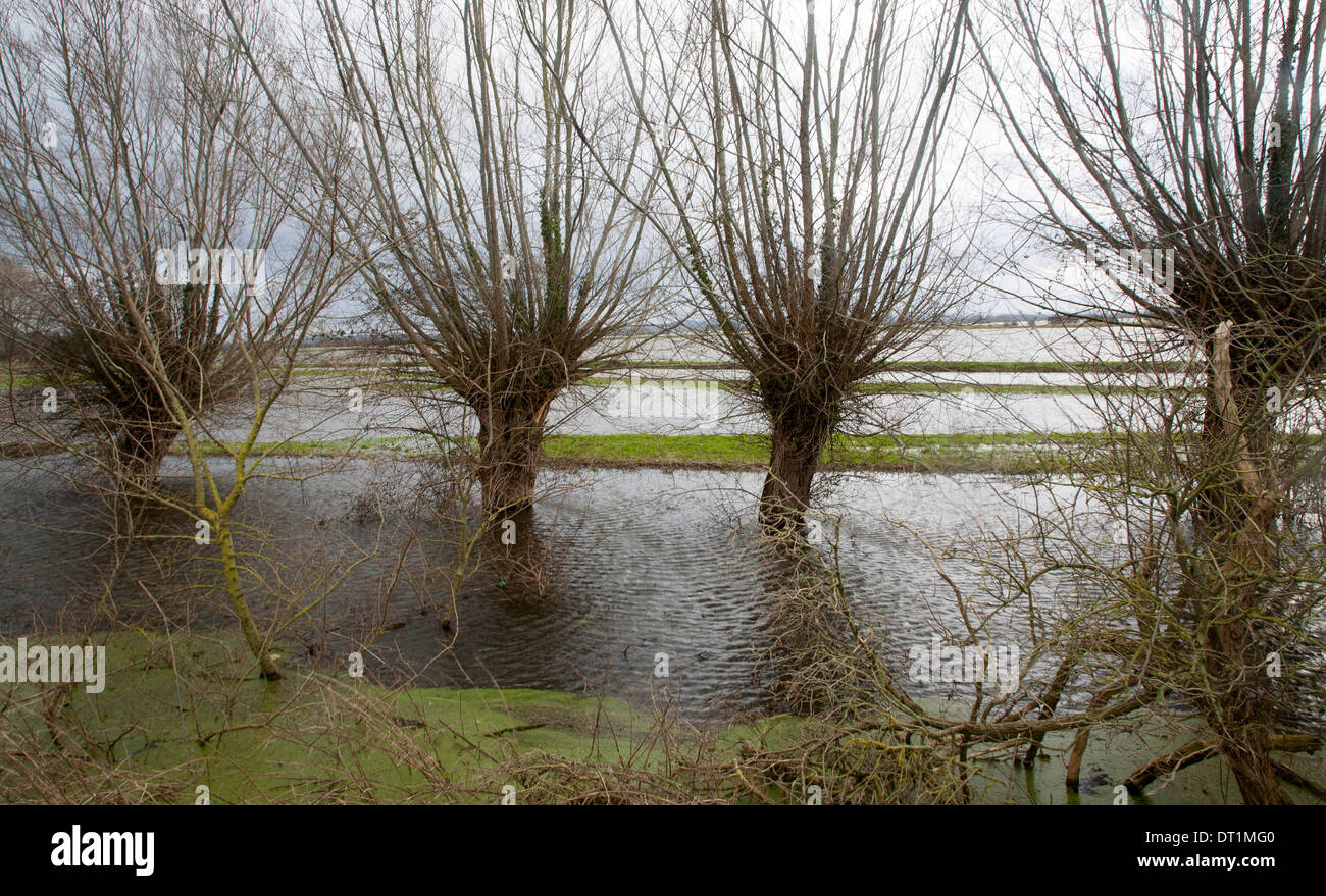 River Yeo floodplain water near Langport, Somerset Levels, England ...