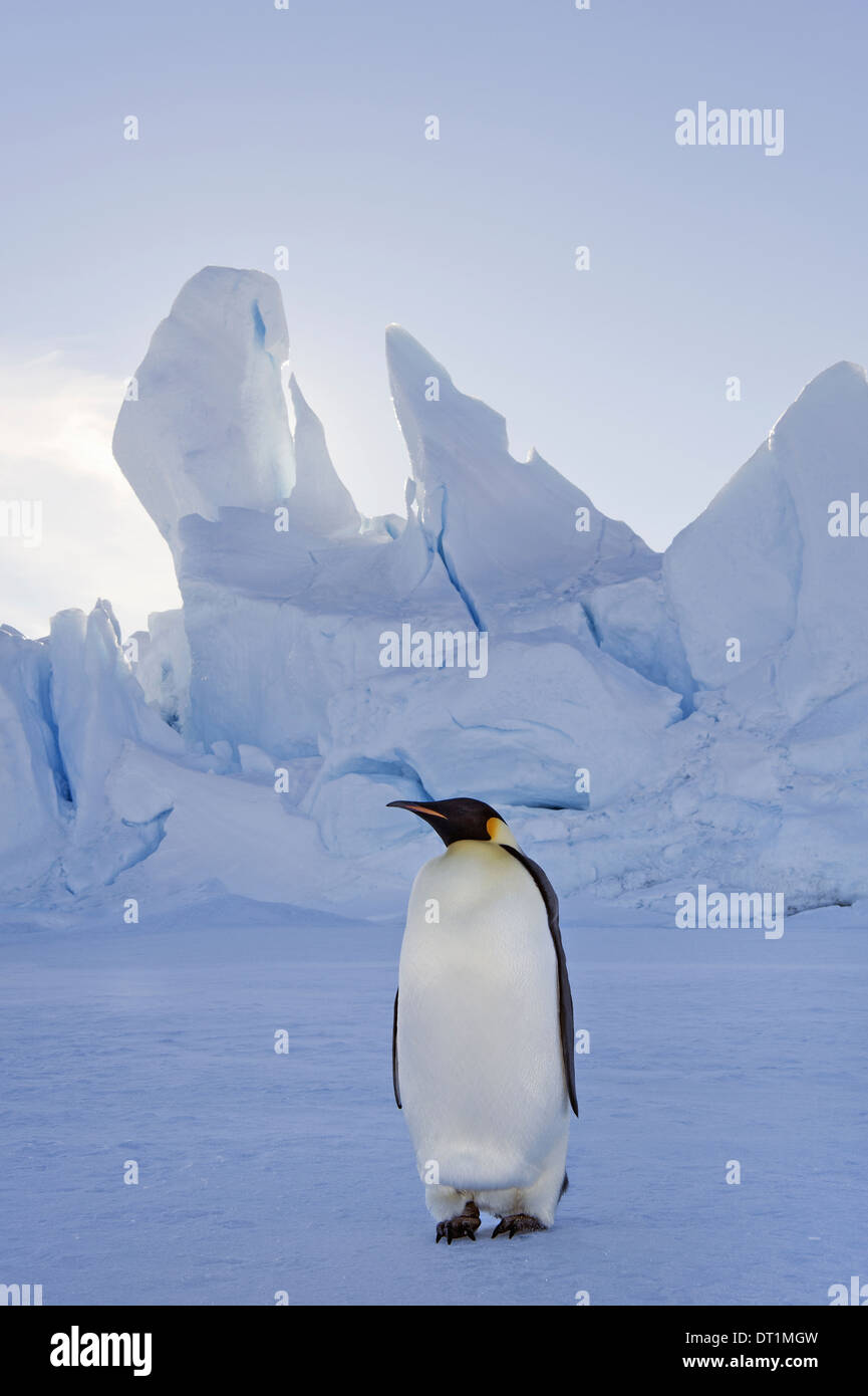 Emperor penguin hi-res stock photography and images - Alamy