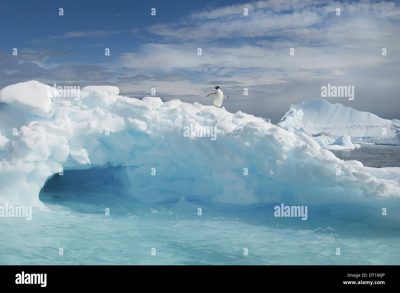Penguin top floating ice hi-res stock photography and images - Alamy