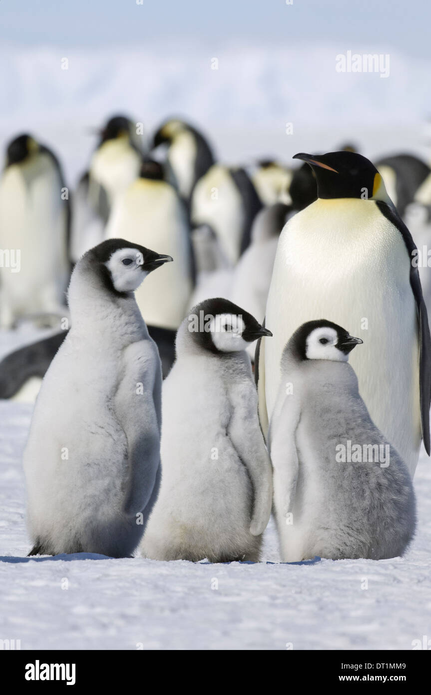 Name Group Of Penguins