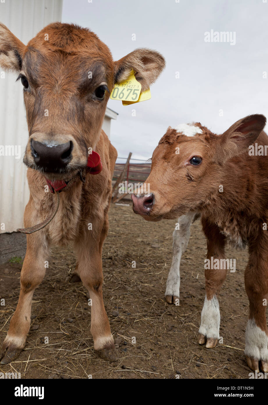 Calf calves hi-res stock photography and images - Alamy