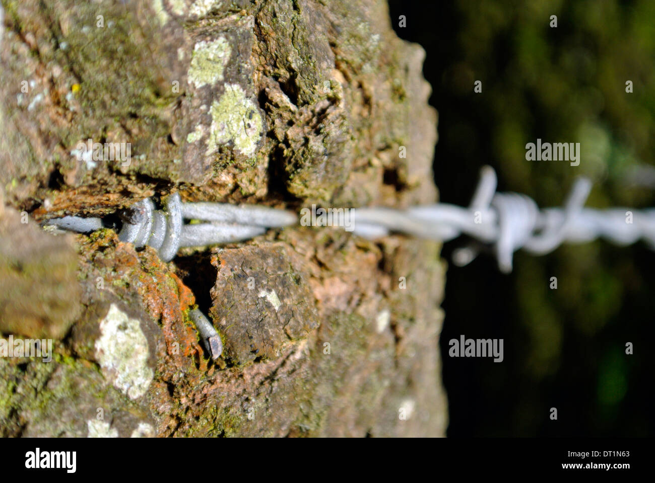 Barbed wire fencing cutting into a tree trunk Stock Photo - Alamy
