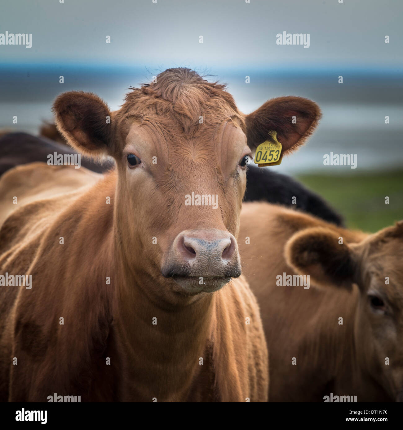 Dairy cows iceland hi-res stock photography and images - Alamy
