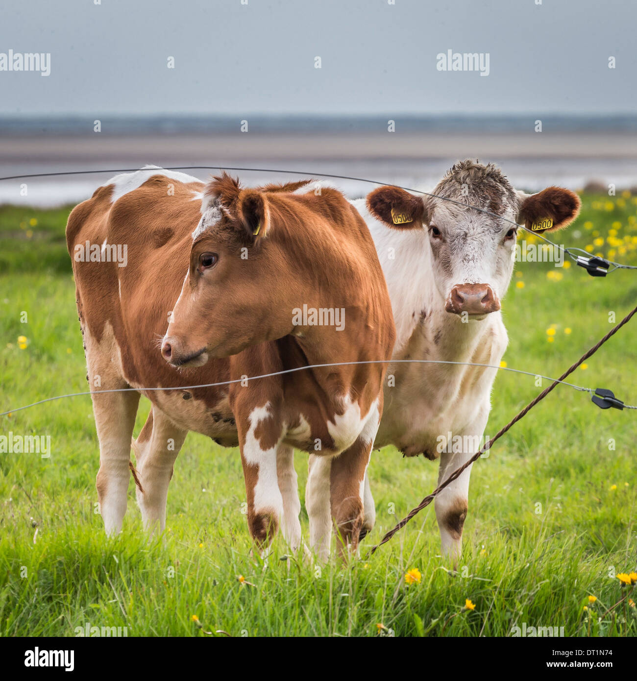 Dairy Cows, Iceland Stock Photo - Alamy