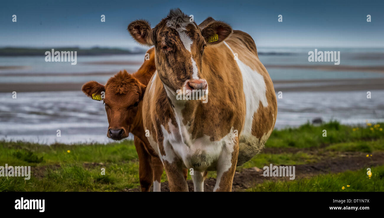 Dairy Cows, Iceland Stock Photo - Alamy