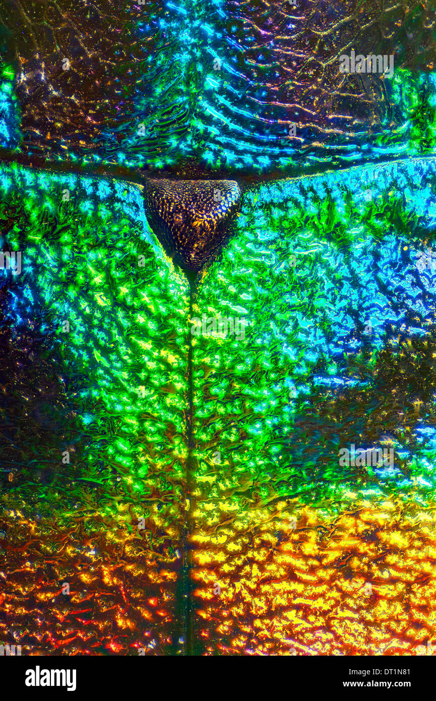 Scutellum hi-res stock photography and images - Alamy