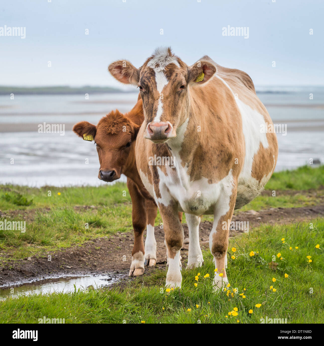 Agriculture animals cattle dairy cow hi-res stock photography and ...