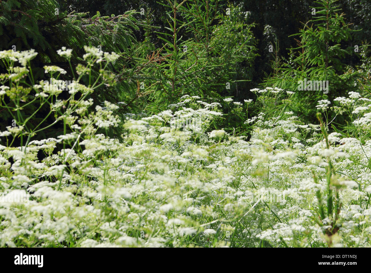 Wild white flowers in summer fir forest Stock Photo - Alamy