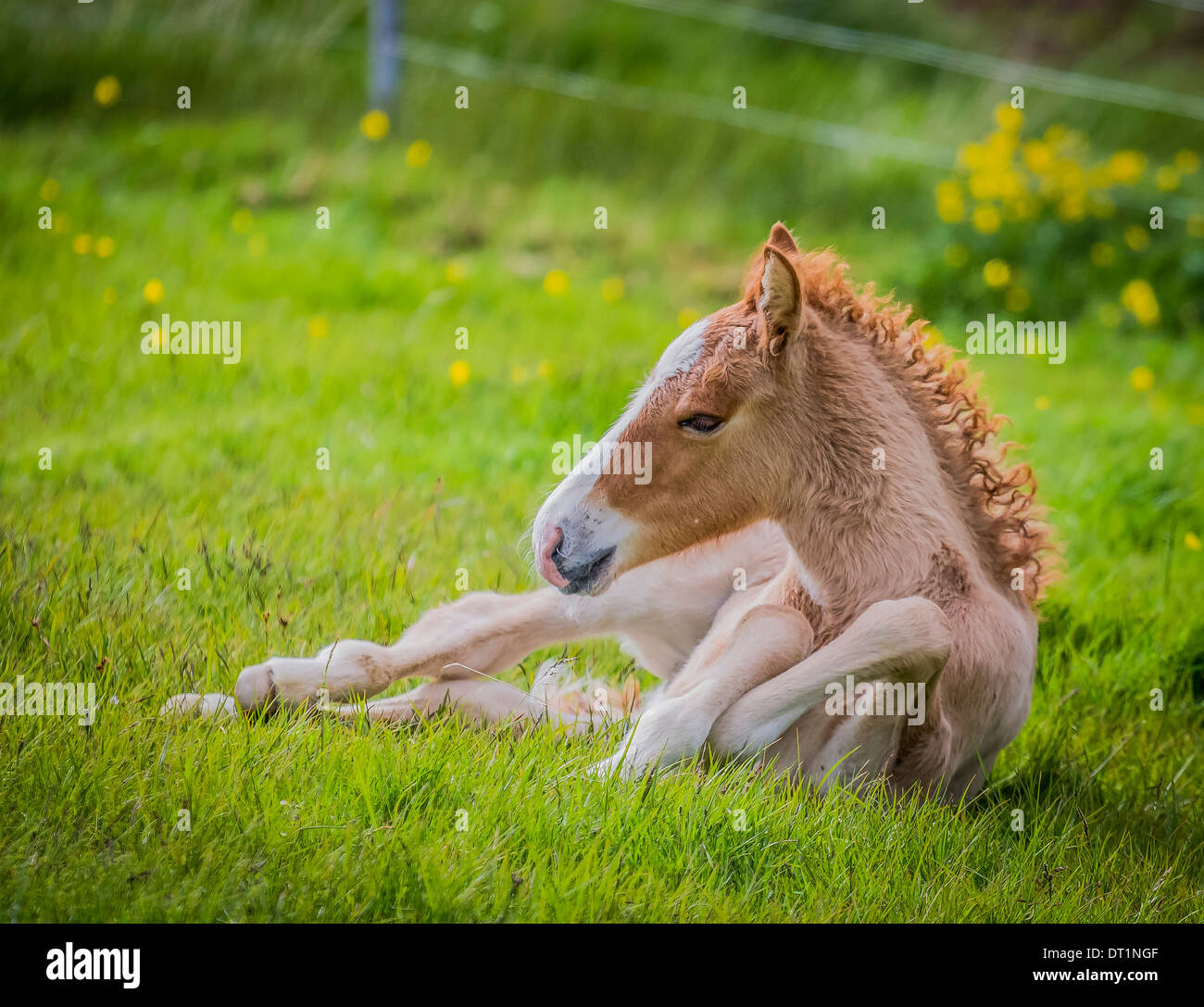 Newborn foal, Iceland Stock Photo - Alamy