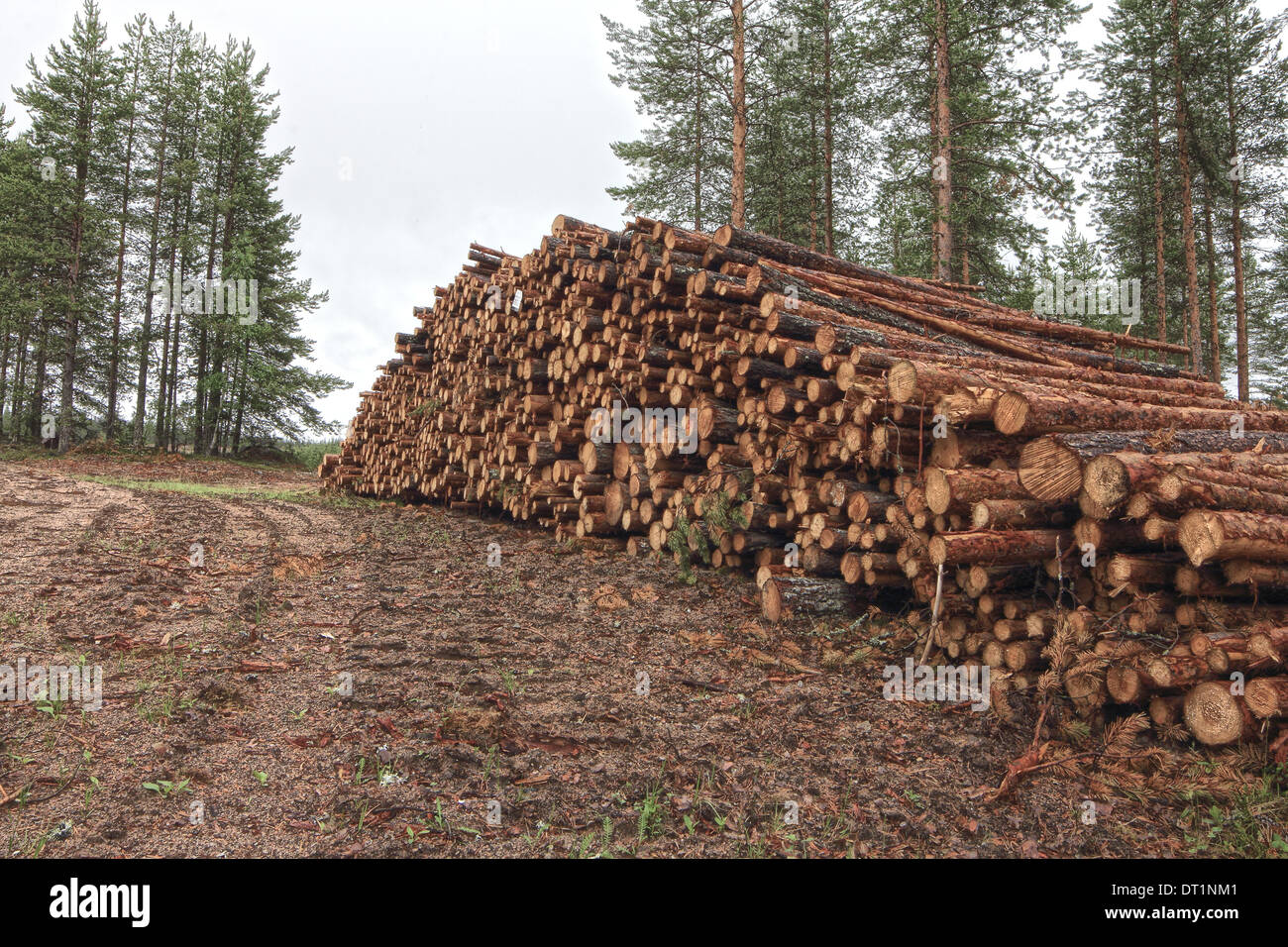 Freshly cut tree logs piled up near a forest road Stock Photo - Alamy