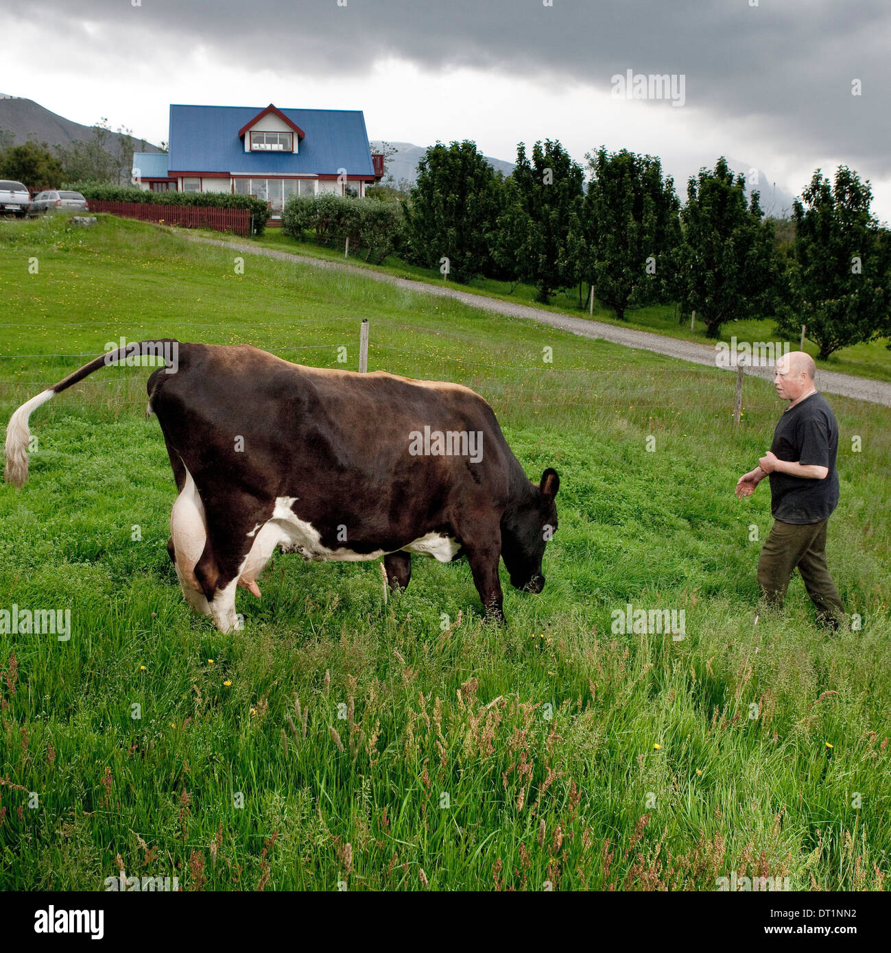Farmer dairy cow iceland hi-res stock photography and images - Alamy