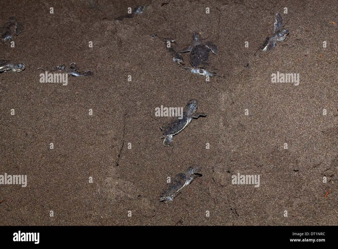 Green sea turtles hatching from nest hi-res stock photography and ...