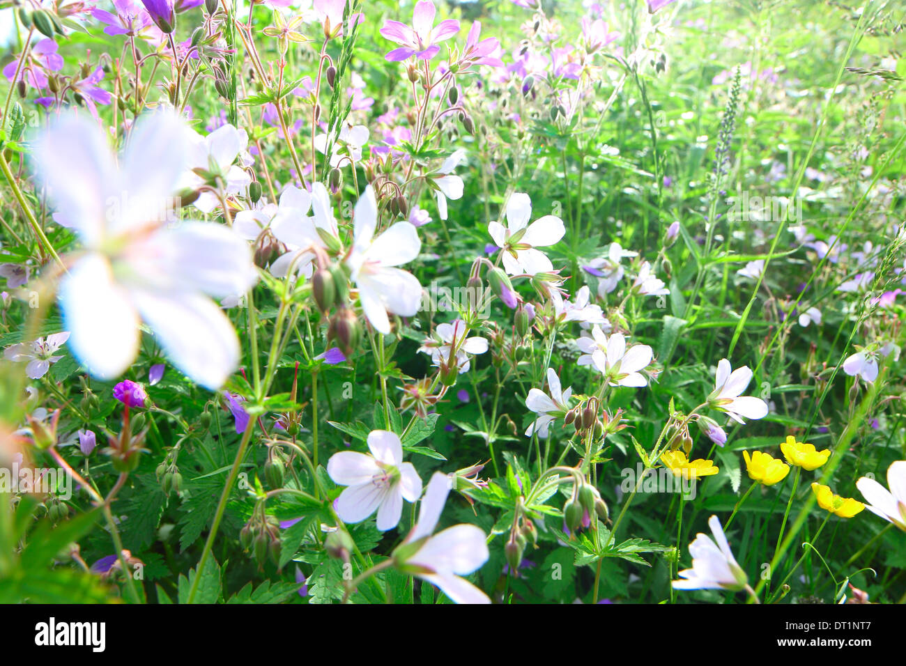 Wild flowers in grass, natural background Stock Photo - Alamy