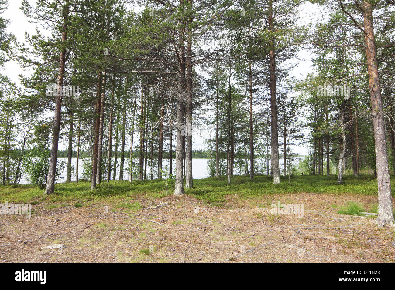 Summer landscape with pine forest and lake Stock Photo - Alamy