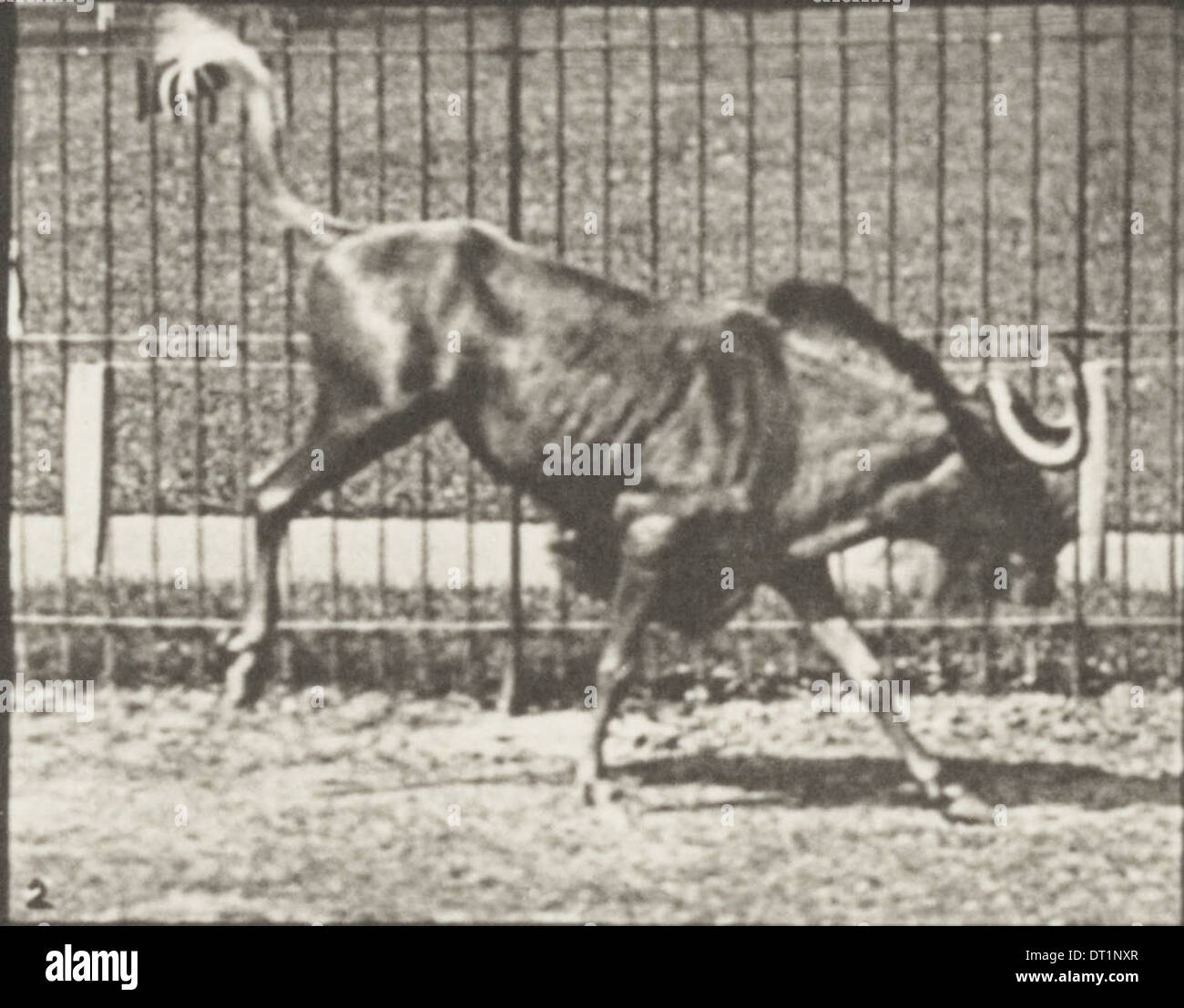 A gnu is shown bucking and galloping, captured in motion to display its ...
