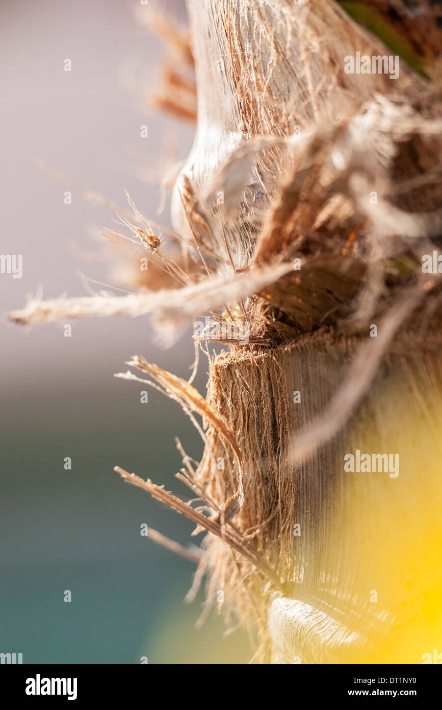 Shredded palm trees hi-res stock photography and images - Alamy