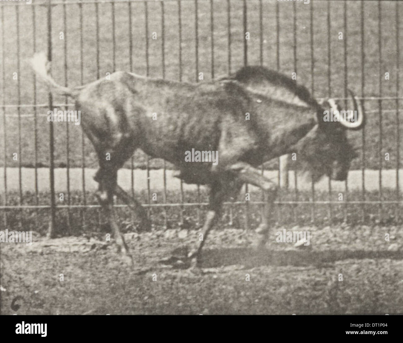 A gnu bucking and galloping, captured in a moment of energetic movement ...