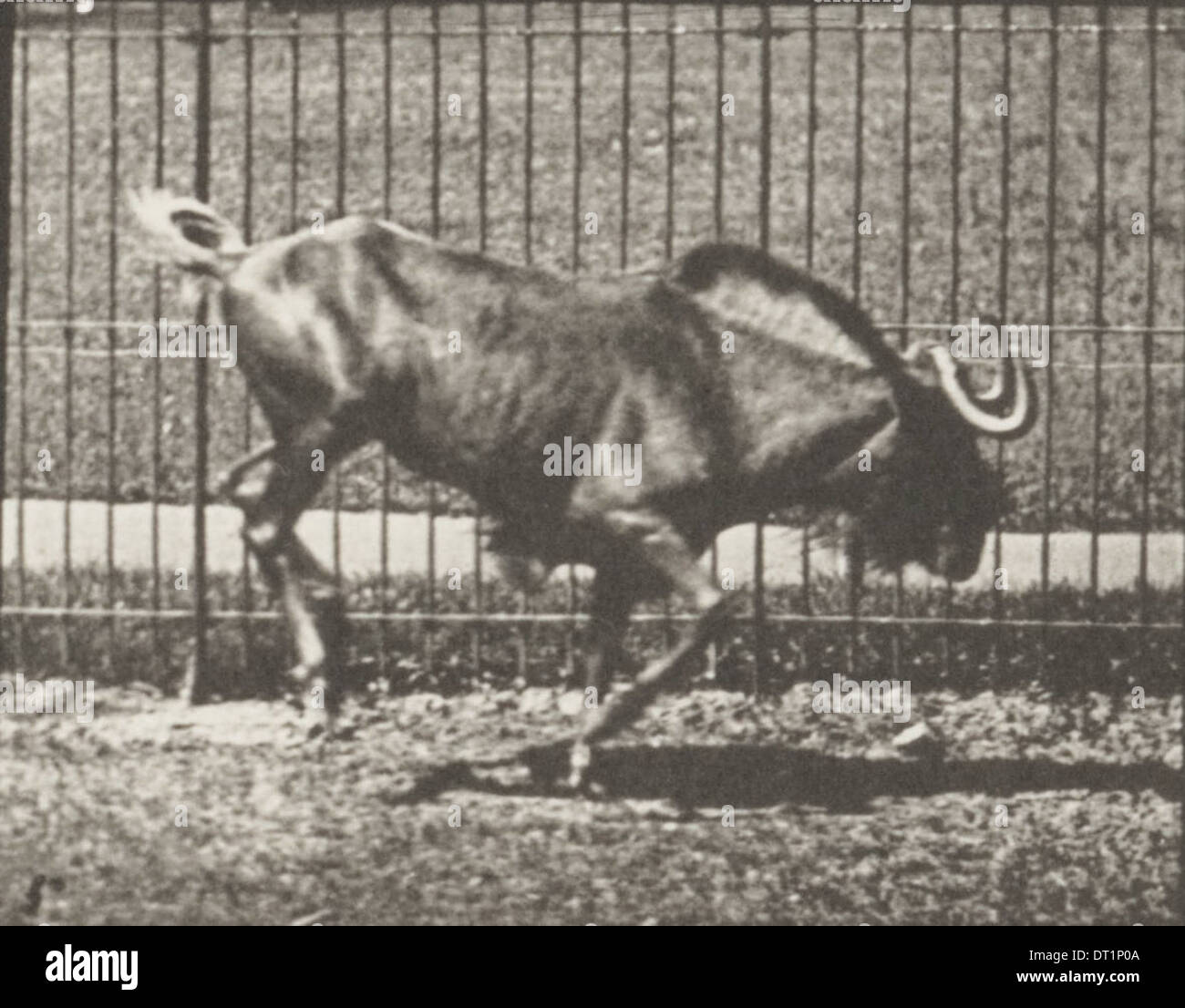 A photograph of a gnu bucking and galloping, capturing the animal in ...