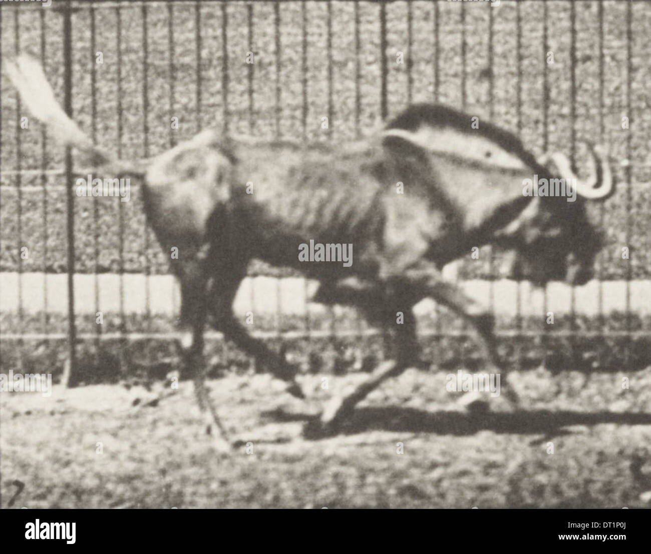 A photograph of a gnu bucking and galloping, captured in motion ...