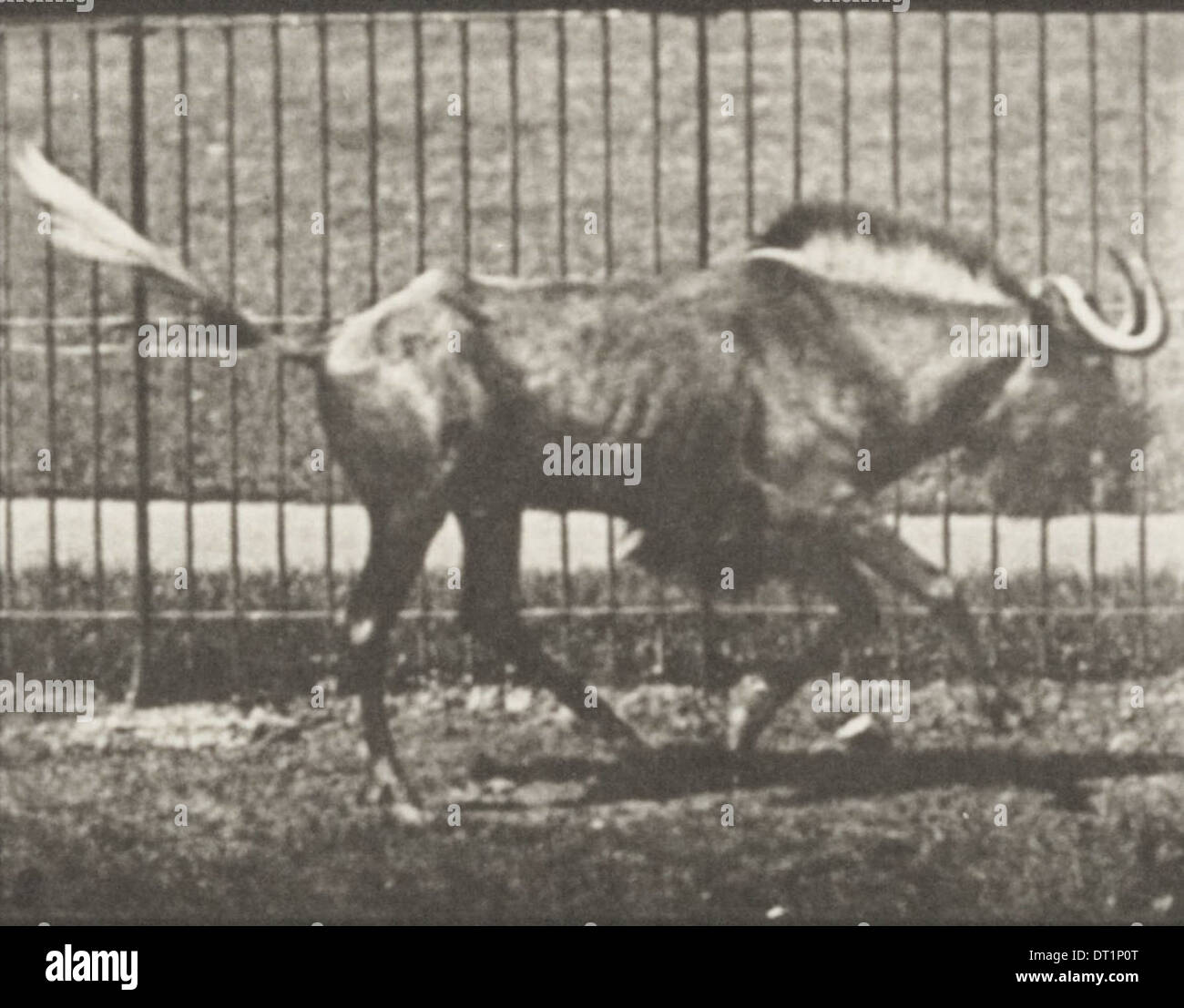 A photograph of a gnu bucking and galloping, capturing the animal's ...