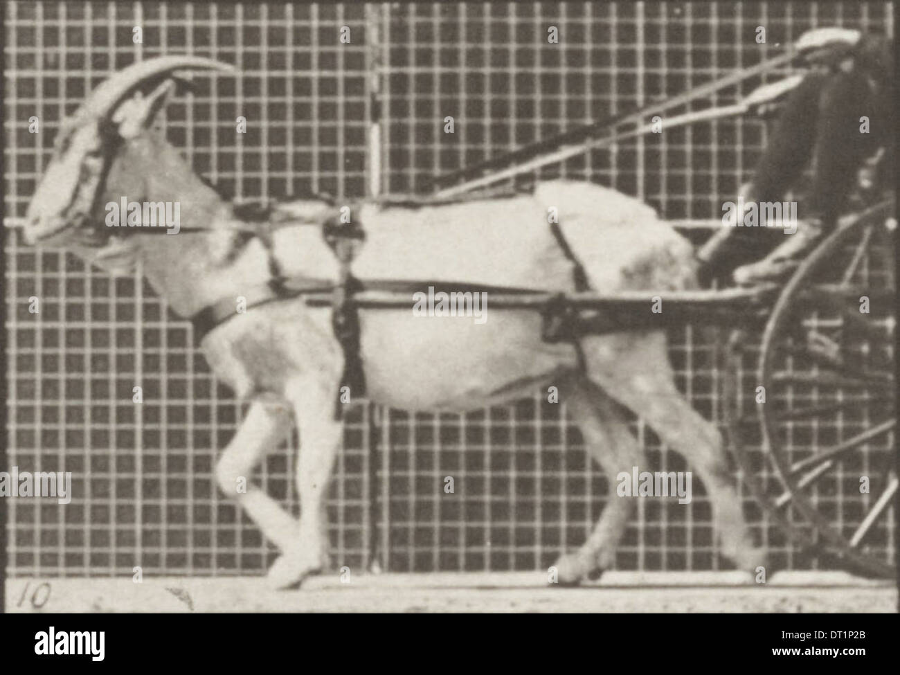 Goat trotting hi-res stock photography and images - Alamy