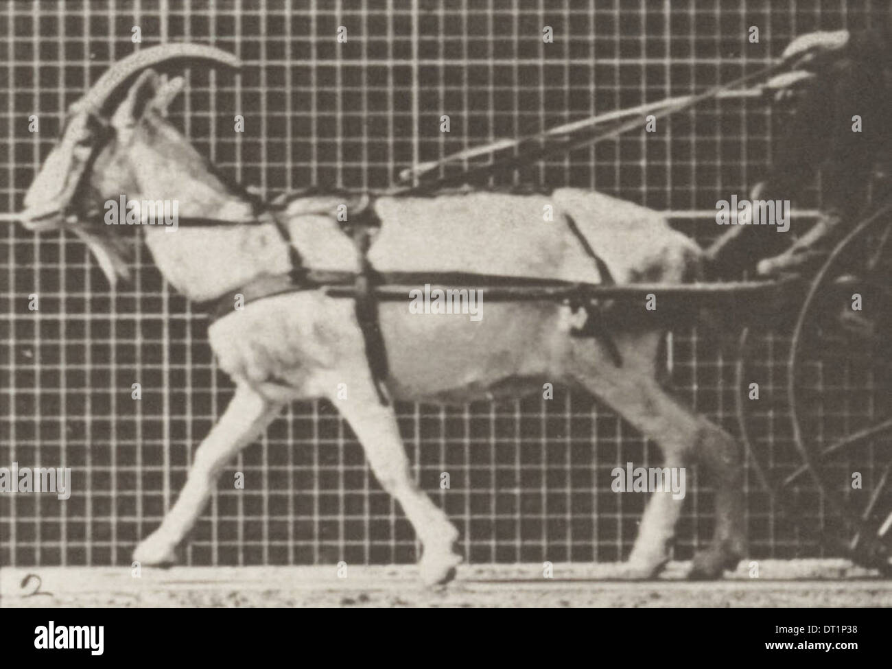 This photograph shows a goat trotting while harnessed to a sulky, with ...