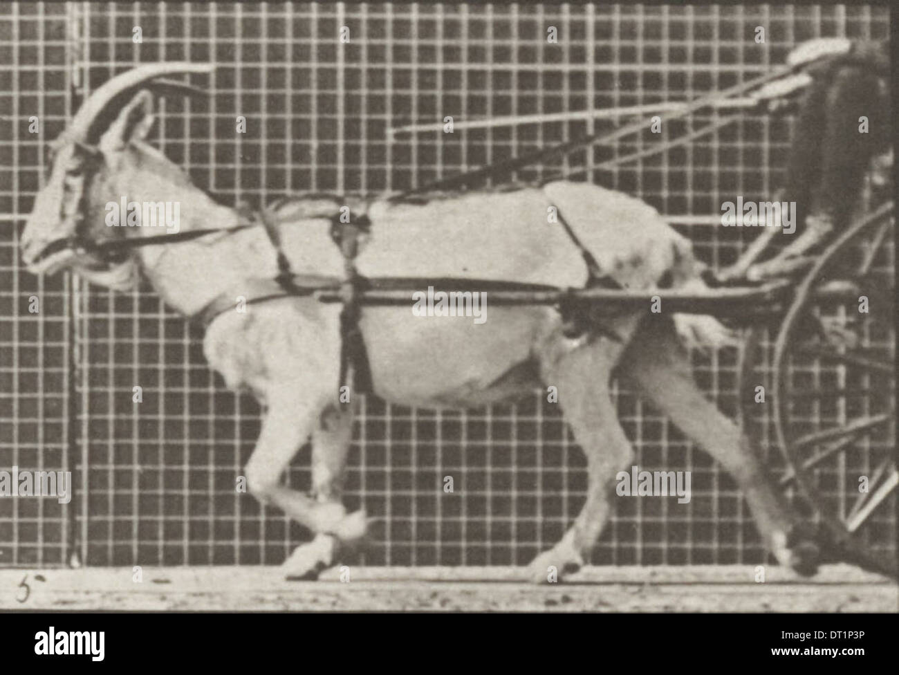 A goat trotting while harnessed to a sulky, with a driver behind. The ...