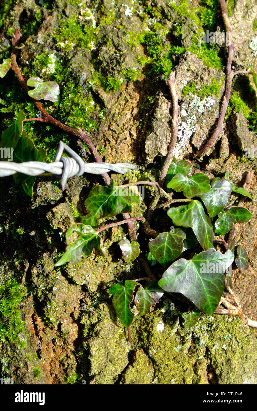 Barbed wire fencing cutting into a tree trunk Stock Photo - Alamy